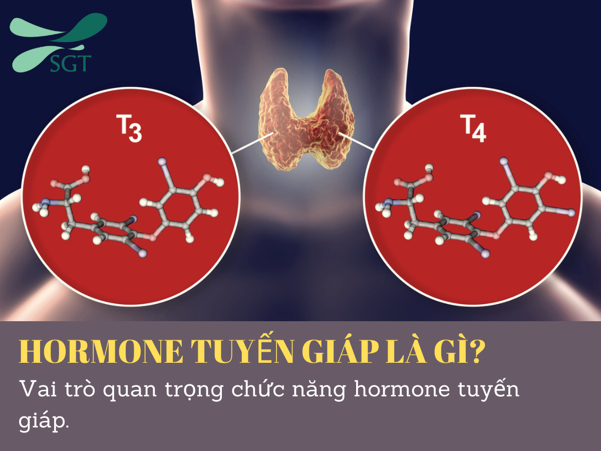 TS BS.TRẦN THANH VỸ | Hormone tuyến giáp là gì?Chức năng vai trò quan ...